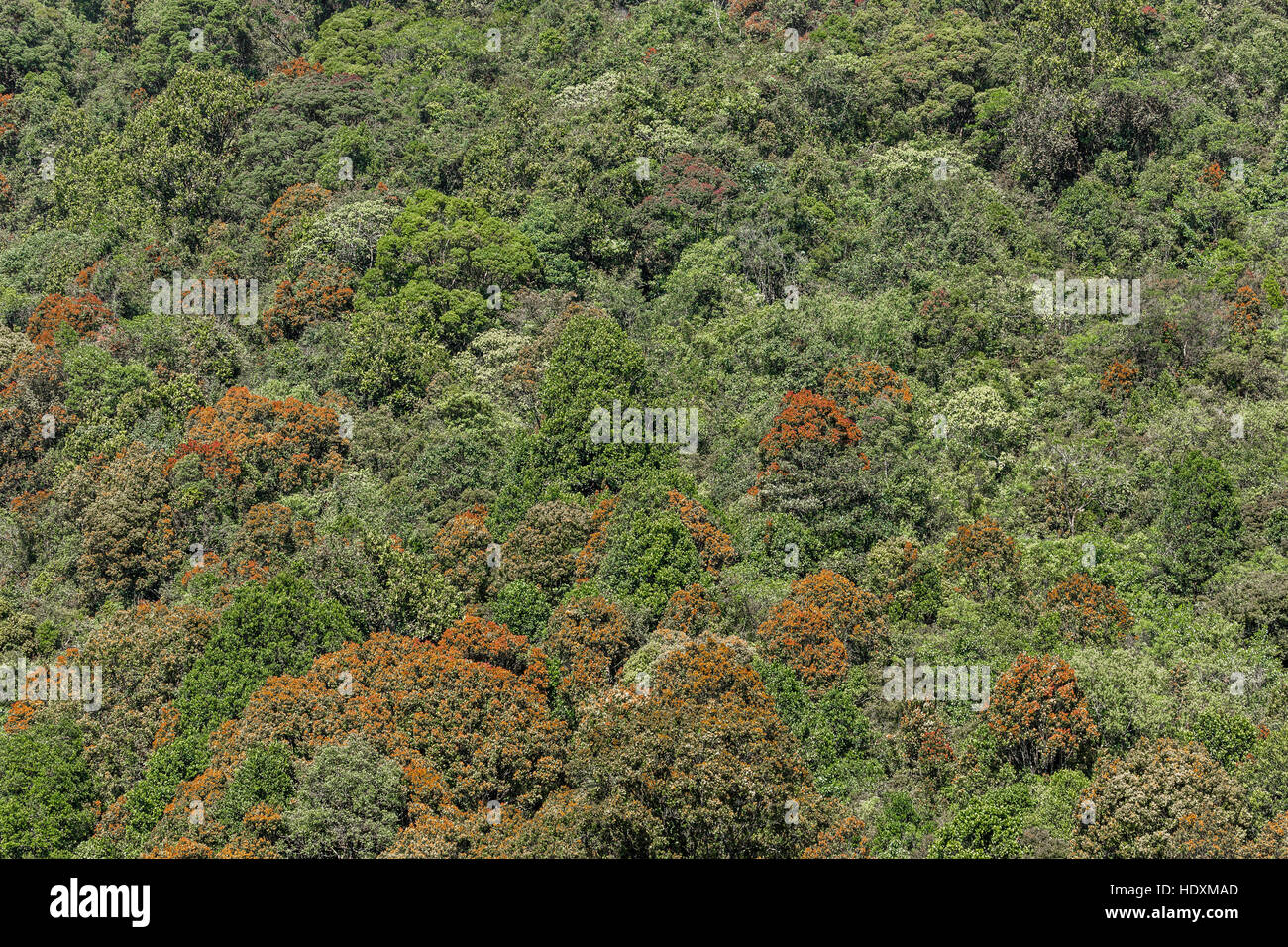 Deep forest top view, Sri lanka Stock Photo - Alamy