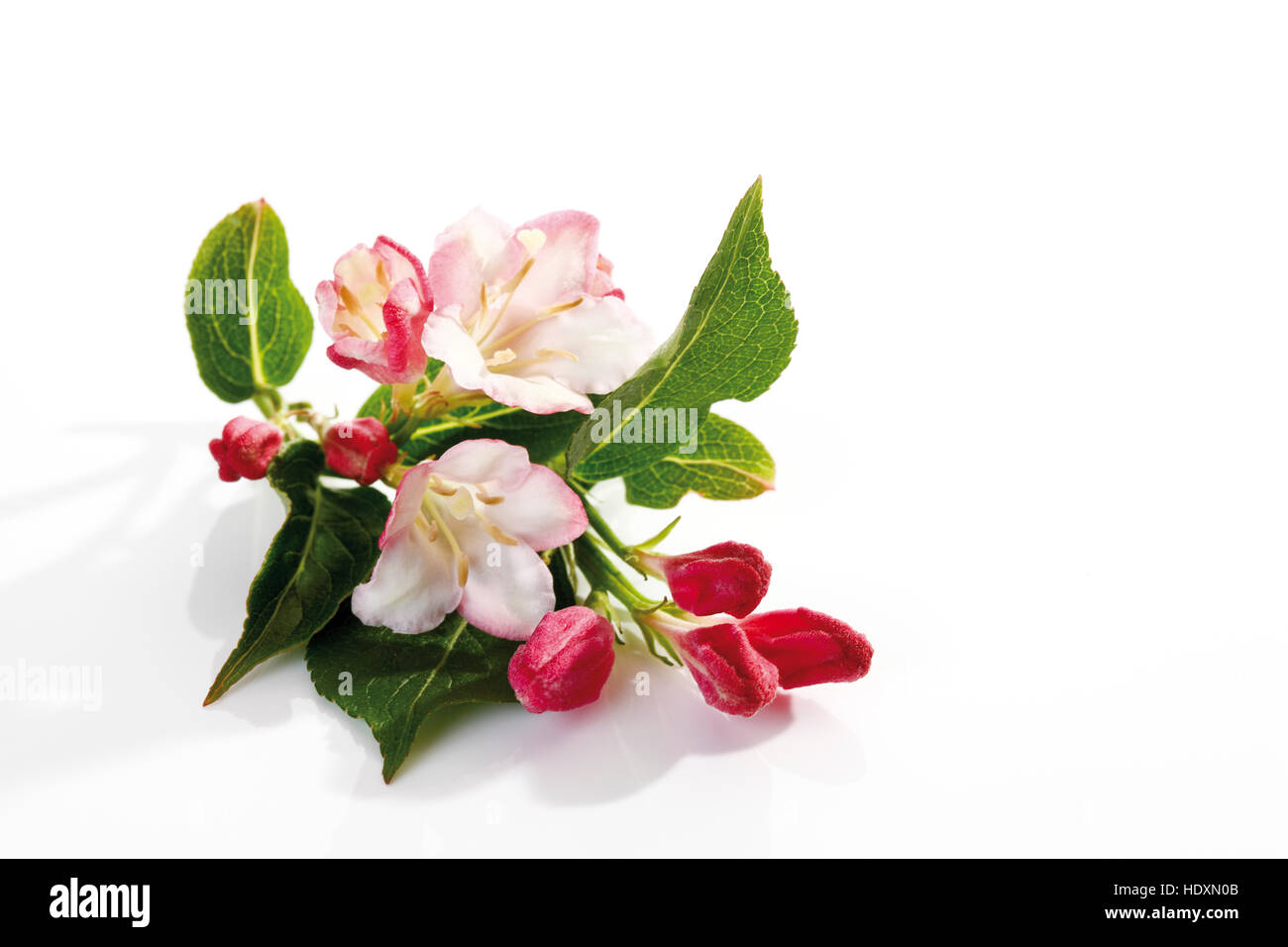 Varieties of weigela hi-res stock photography and images - Alamy