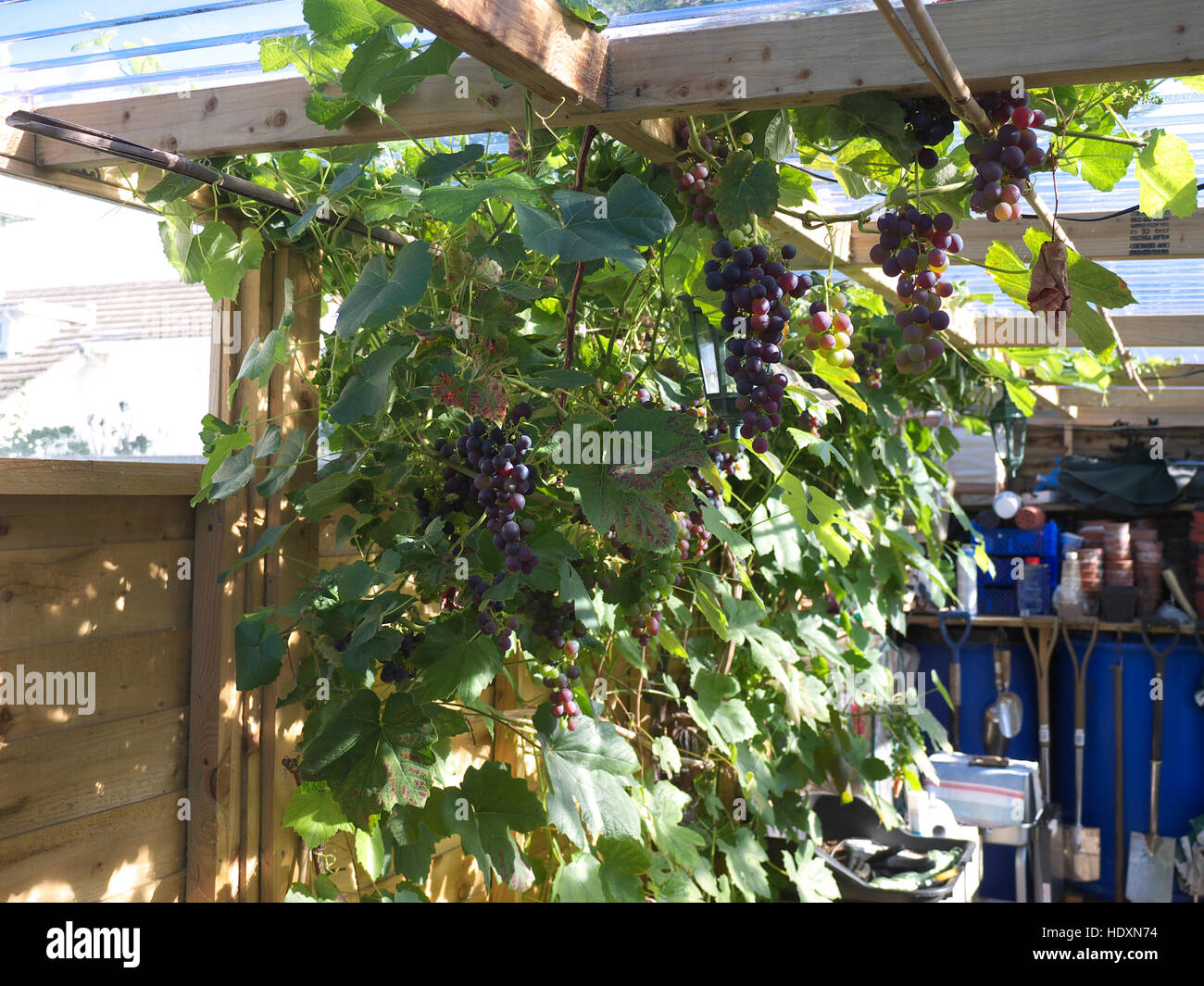 Grapevine in a greenhouse hi-res stock photography and images - Alamy