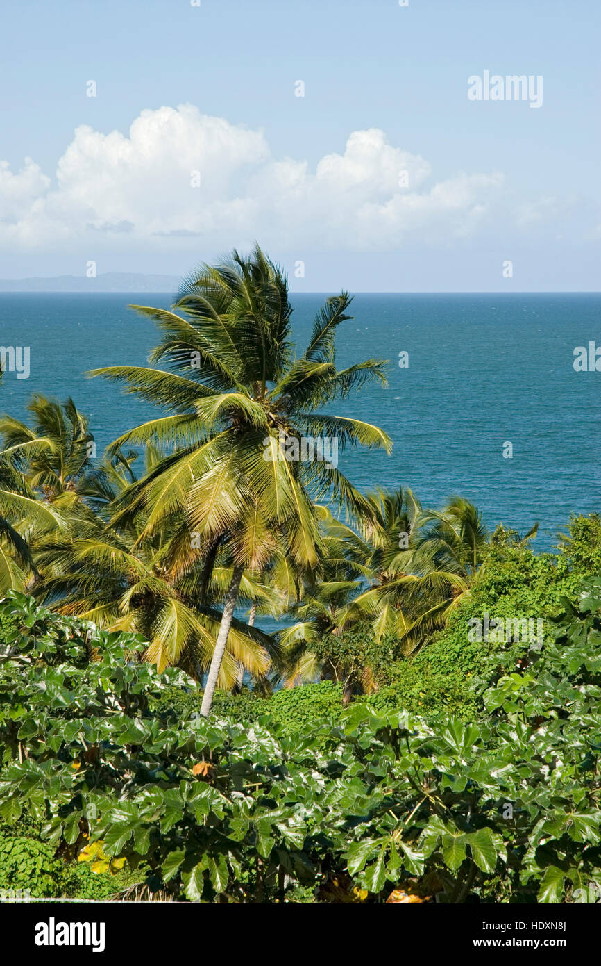 Tropical landscape, Coconut Palm (Cocos nucifera), near Miches ...