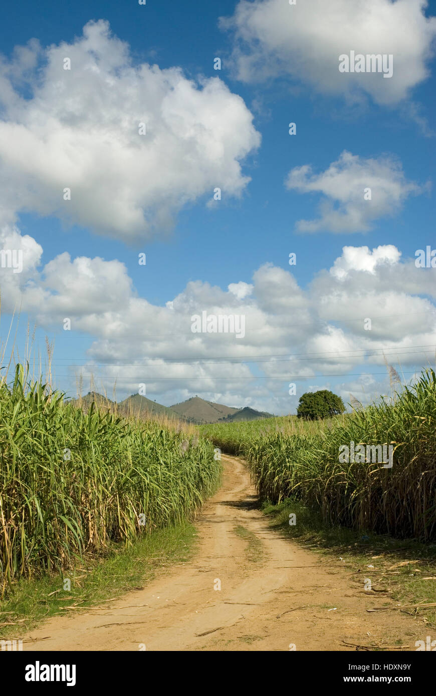 Reed cultivation near El Seibo, Dominican Republic, Caribbean Stock ...