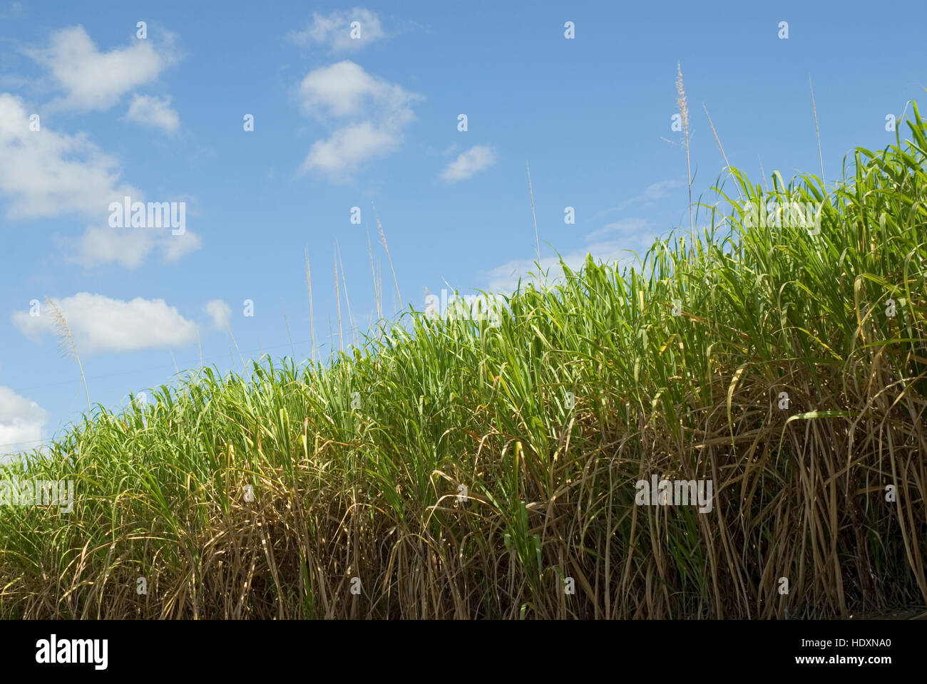 Reed cultivation near El Seibo, Dominican Republic, Caribbean Stock ...