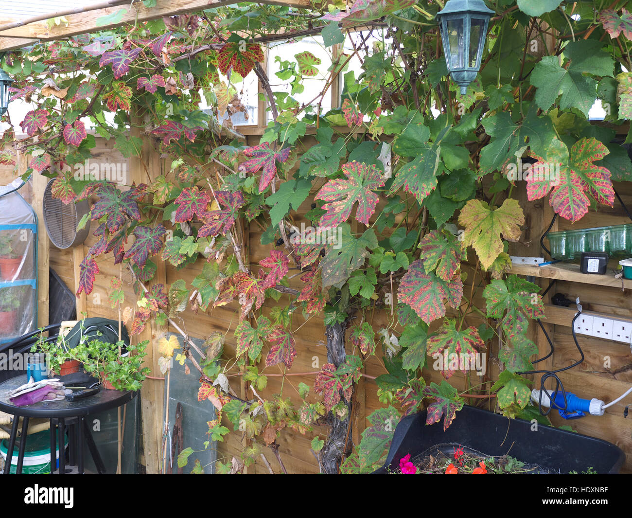 Grapevine in a greenhouse hi-res stock photography and images - Alamy