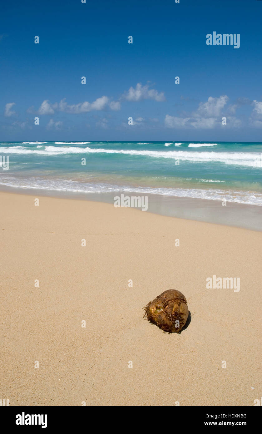 Coconut on a beach, Punta Cana, Dominican Republic, Central America ...
