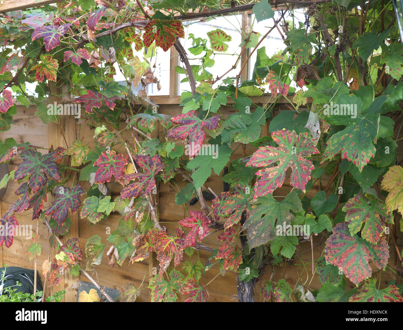Grapevine in a greenhouse hi-res stock photography and images - Alamy