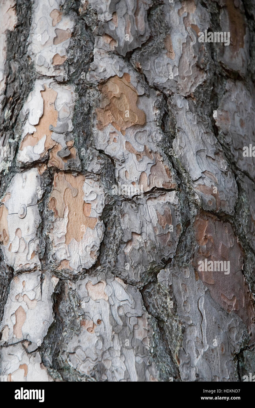 Trunk of a Pine Tree (Pinus), Kalkalpen National Park, Upper Austria ...