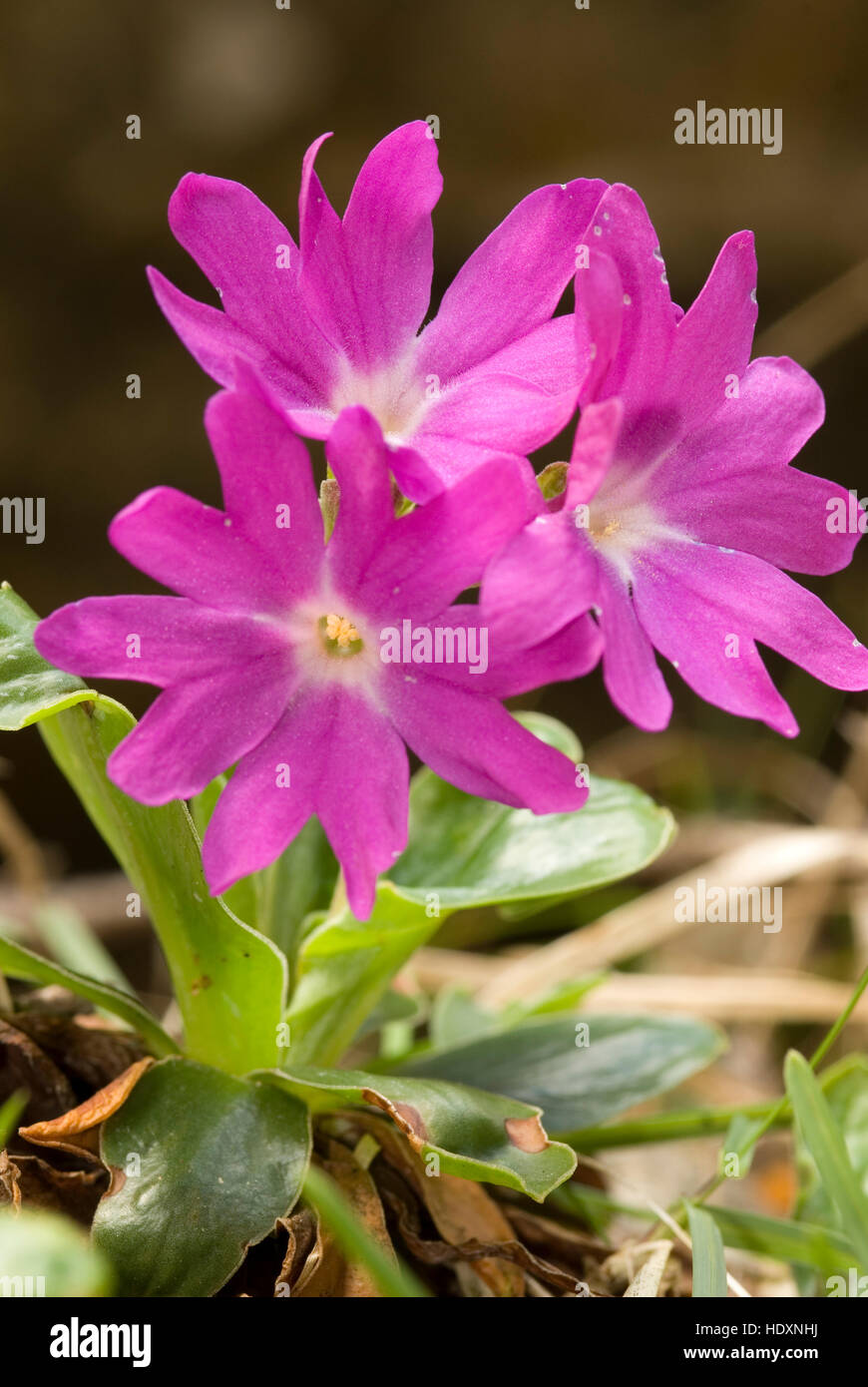Primula clusiana hi-res stock photography and images - Alamy