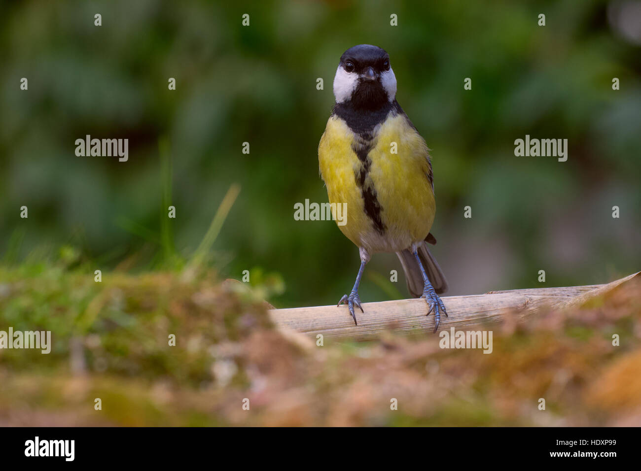 Magior hi-res stock photography and images - Alamy