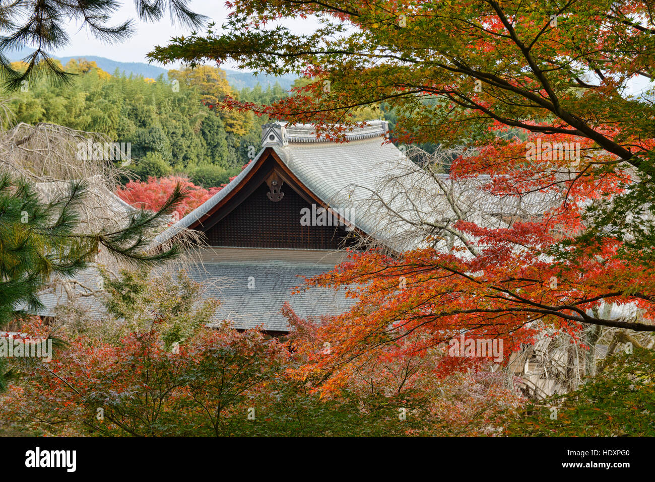 Autumn leaves at Tenryu-ji Temple, Kyoto, Japan Stock Photo - Alamy
