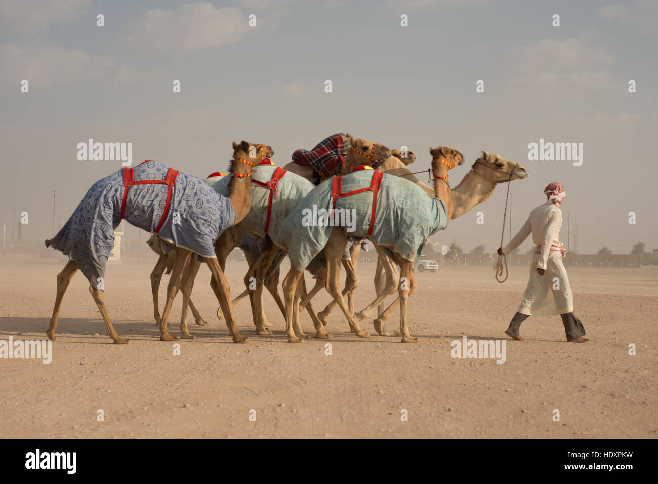 Walking camels hi-res stock photography and images - Alamy