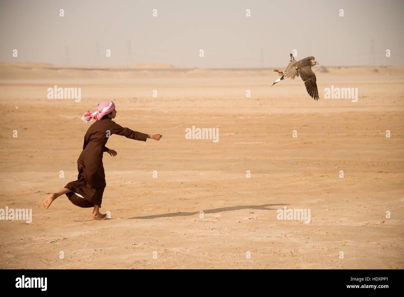Falconry racing dubai hi-res stock photography and images - Alamy