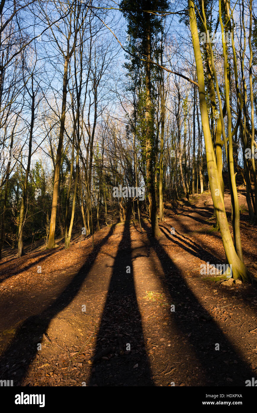 Long shadows of trees in winter Stock Photo - Alamy