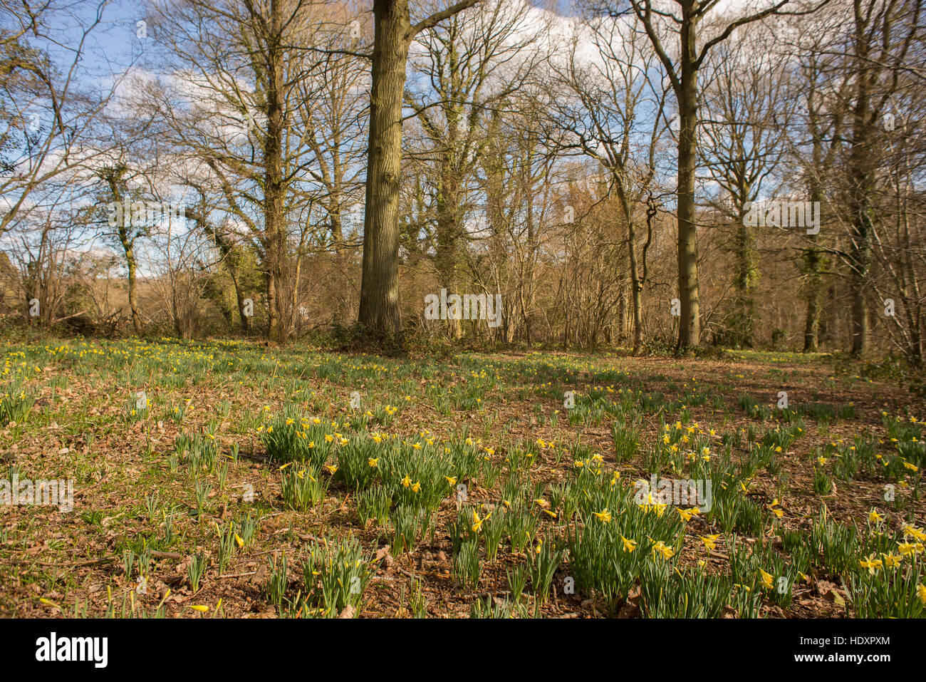 Wild daffodils in wood landscape spring Stock Photo - Alamy