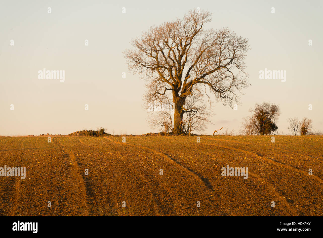 English landscape winter tree Stock Photo - Alamy