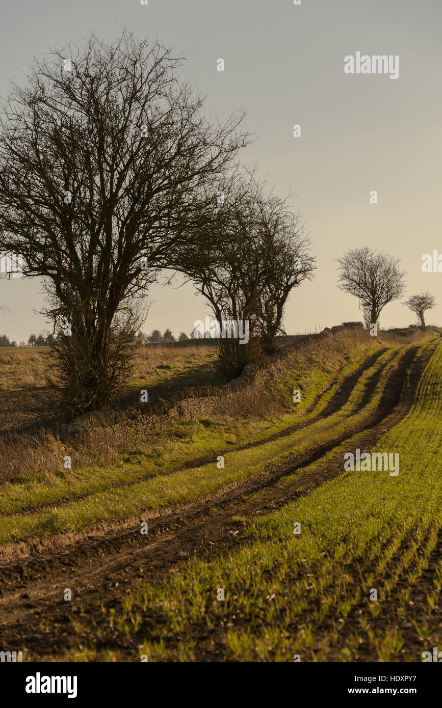 Winter trees beside muddy path portrait Stock Photo - Alamy