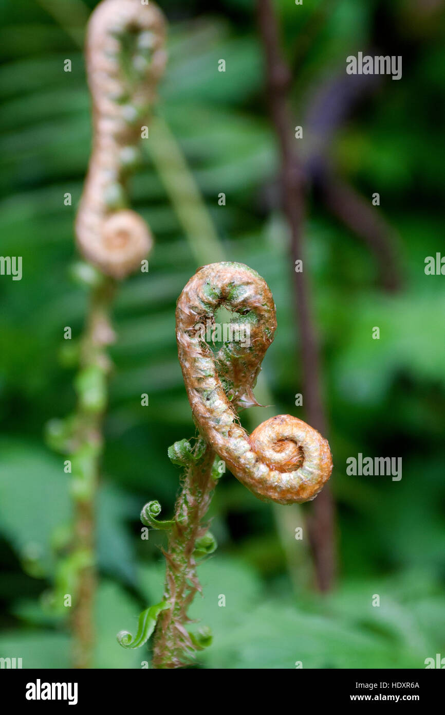 Tightly coiled Fiddle head Fern Stock Photo - Alamy