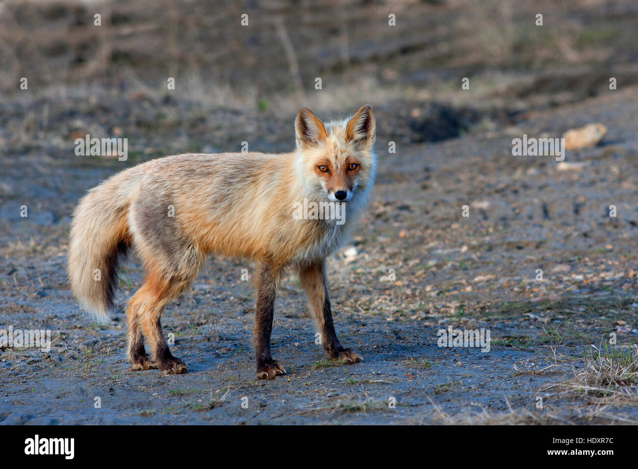 Are Foxes More Intelligent Than Dogs