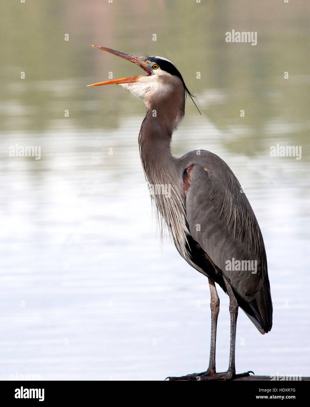 Heron Stretching Neck High Resolution Stock Photography and Images - Alamy