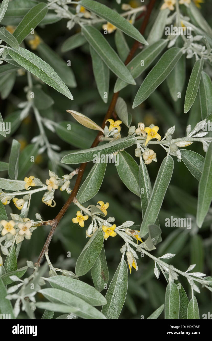 Elaeagnus hi-res stock photography and images - Alamy