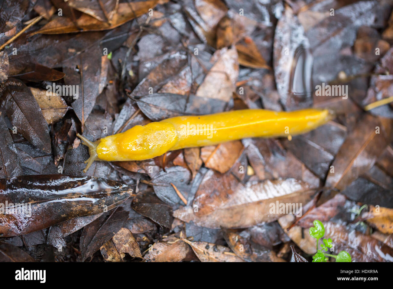 California Banana Slug (Ariolimax californicus) on wet leaves Stock ...
