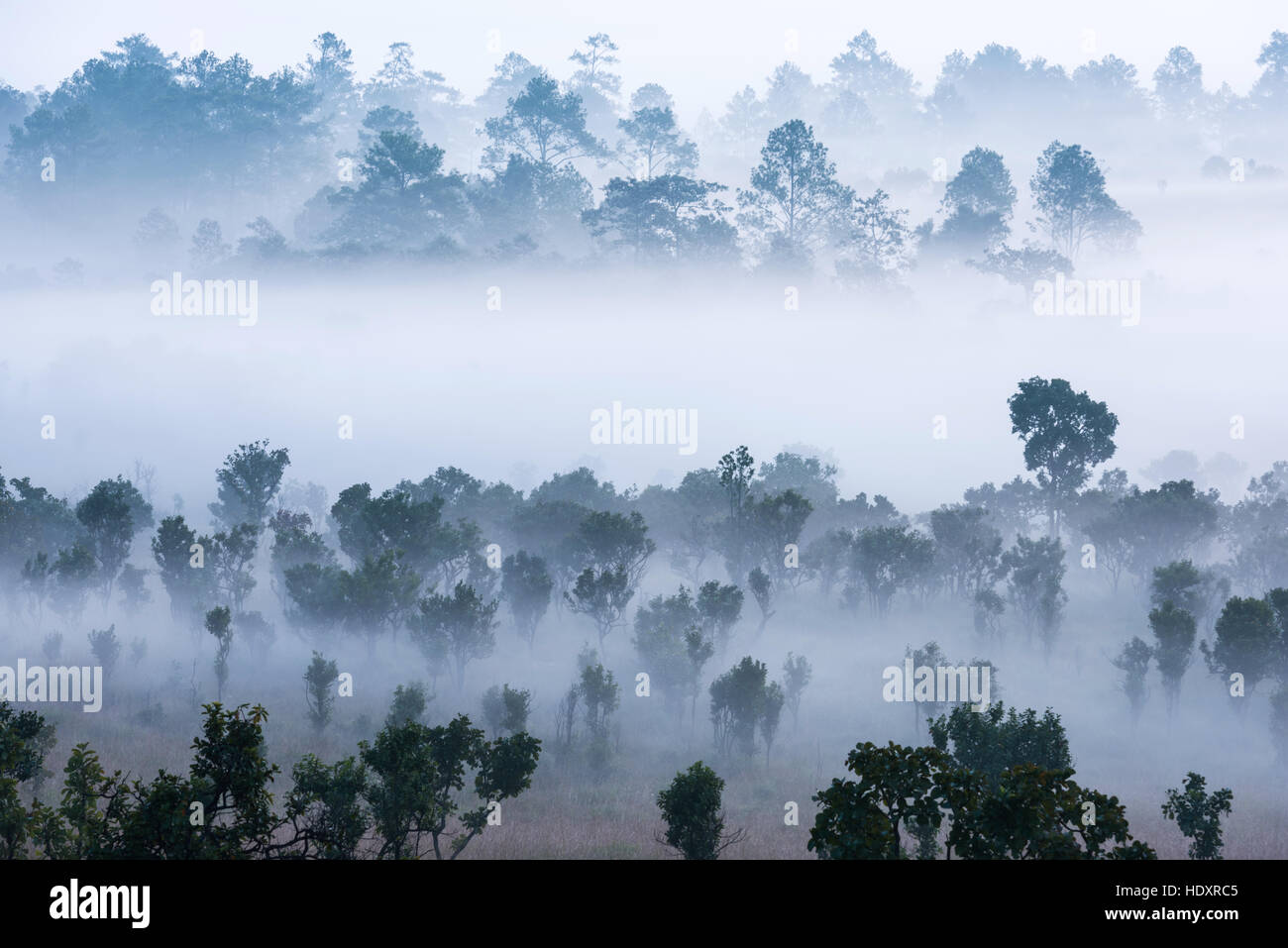 Beautiful green tree with fog in the morning,Dramatic shine silhouette ...