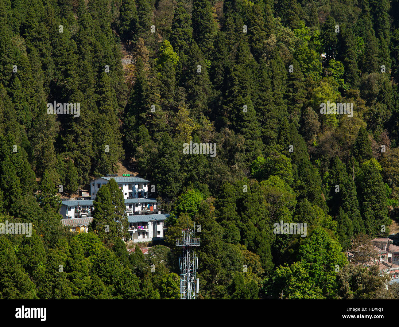 Houses among pine tree forest on the steep hills at Naini Tal, Kumaon ...
