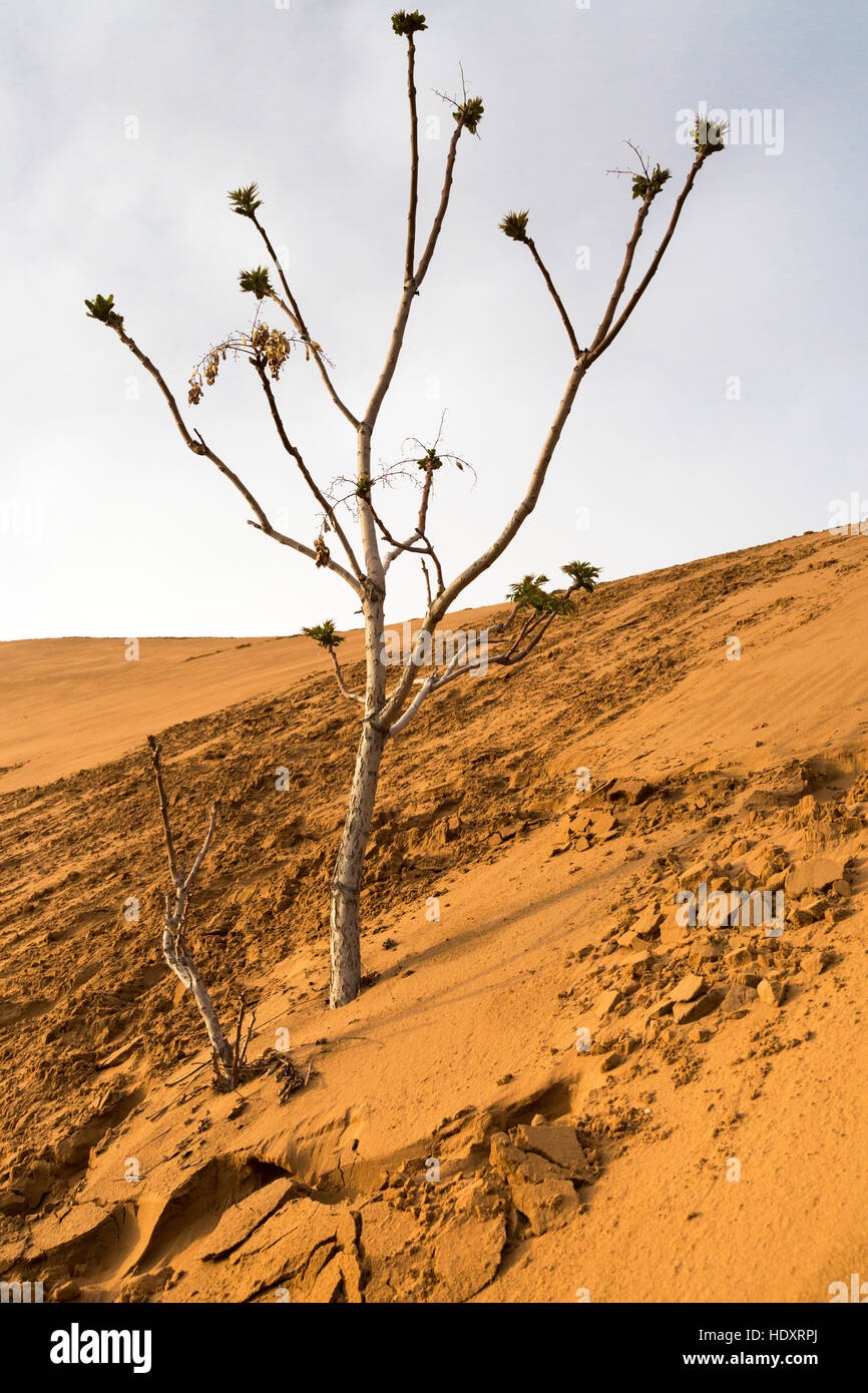 Desert at Shapotou Scenic Area, Zhongwei, Ningxia, China Stock Photo ...