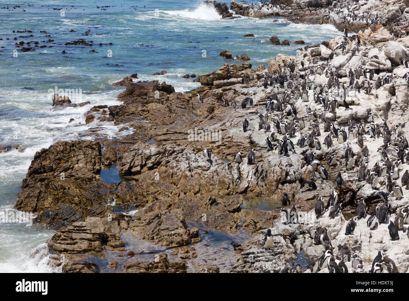 African Penguin colony, Bettys Bay, Western Cape, South Africa Stock ...