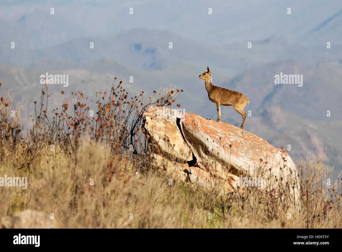 Klipspringer african hi-res stock photography and images - Alamy