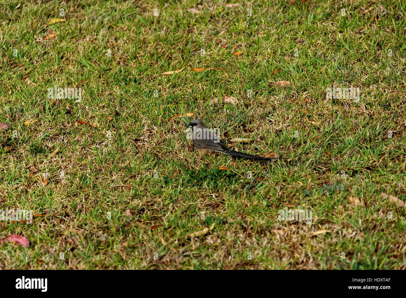 Nature field with birds Stock Photo - Alamy