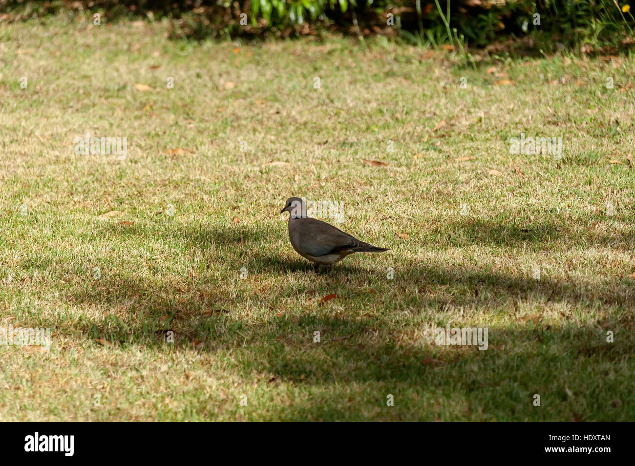 Nature field with birds Stock Photo - Alamy