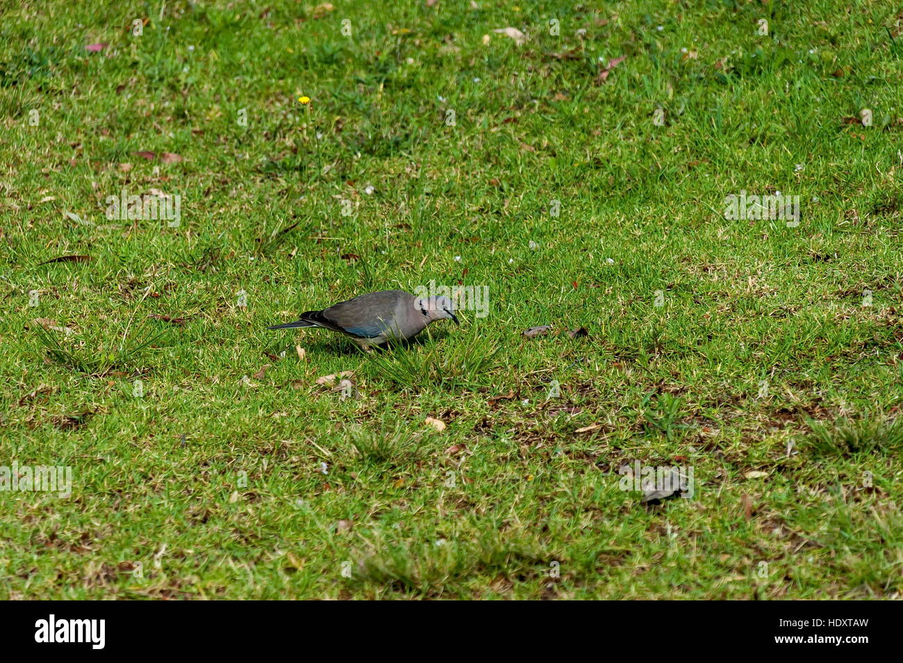 Nature field with birds Stock Photo - Alamy