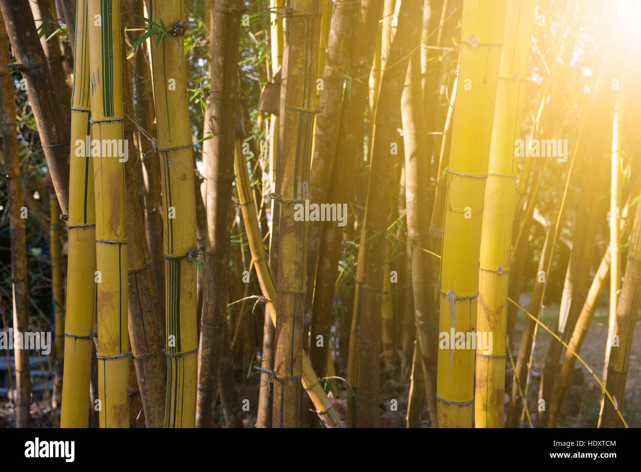 Yellow bamboo hi-res stock photography and images - Alamy
