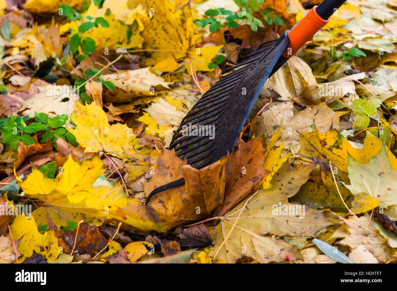 Pile rake colorful autumn leaves hi-res stock photography and images ...