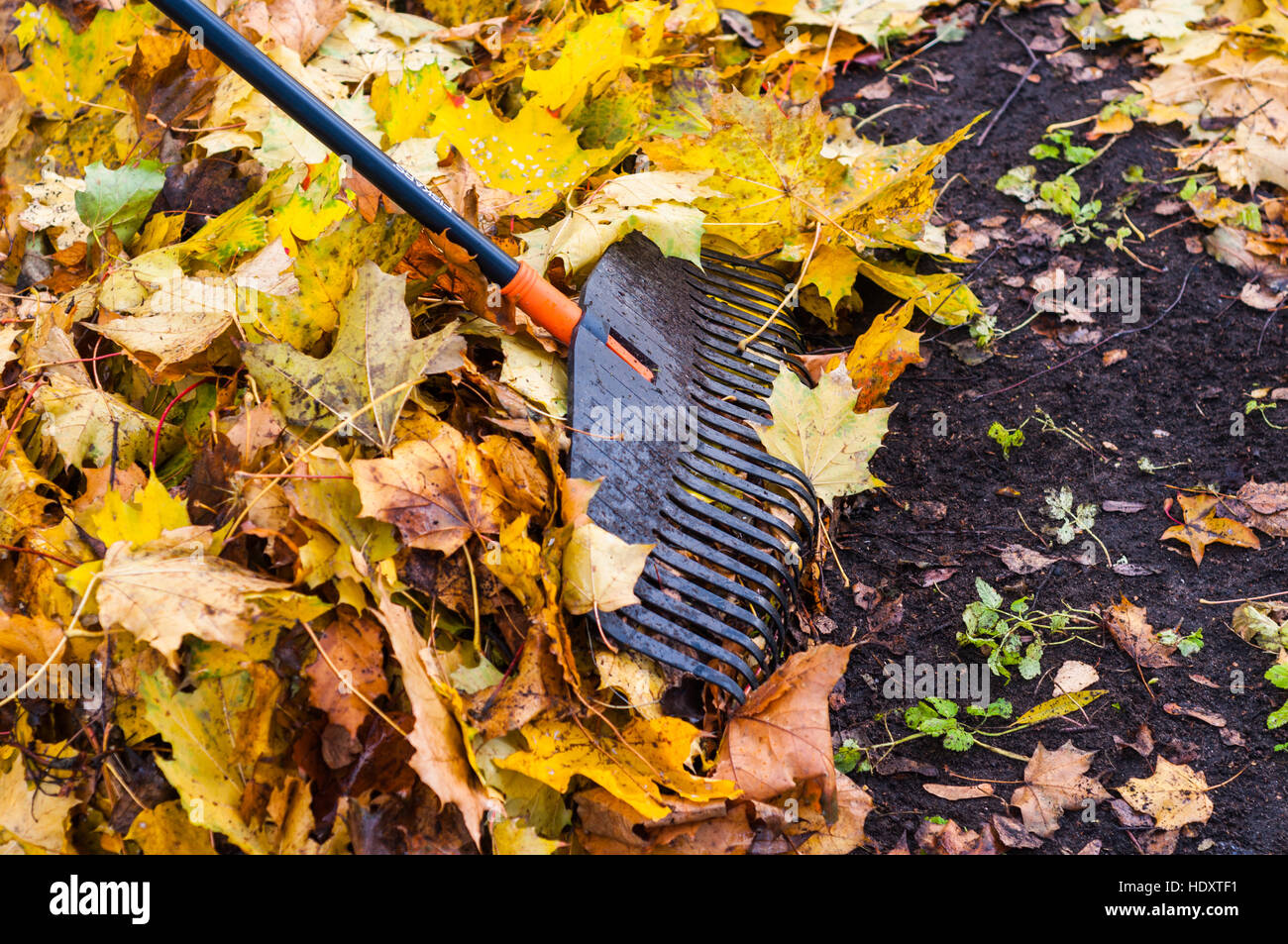 Rake Leaves High Resolution Stock Photography and Images - Alamy