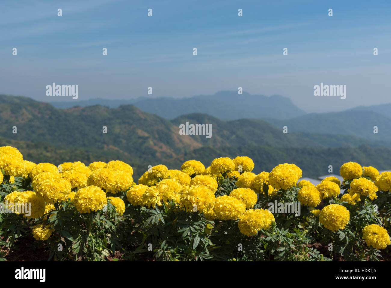 beautiful marigold flower on top view background hill with blue sky ...