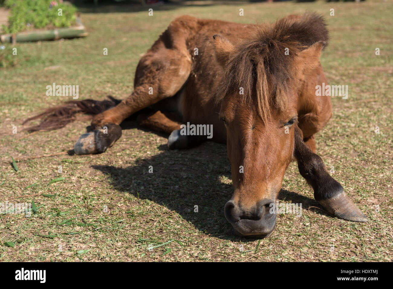 Horse on nature.It sleep on the floor look beautiful portrait face a ...
