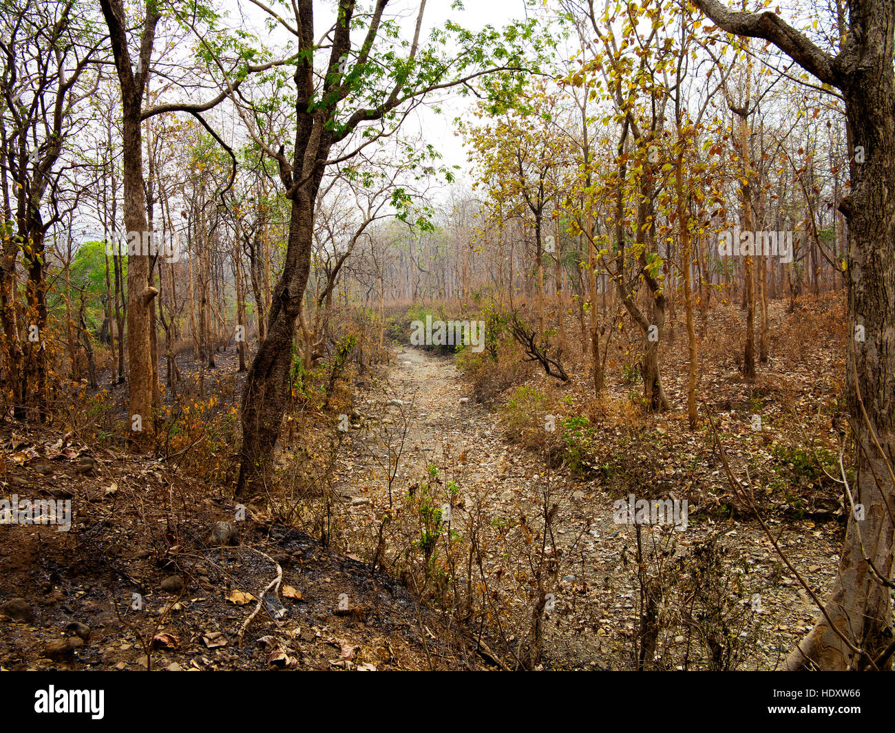 Jim corbett jungle hi-res stock photography and images - Alamy