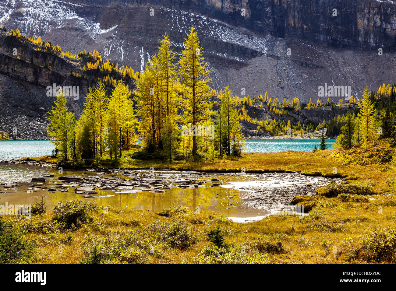 Larch trees banff hi-res stock photography and images - Alamy