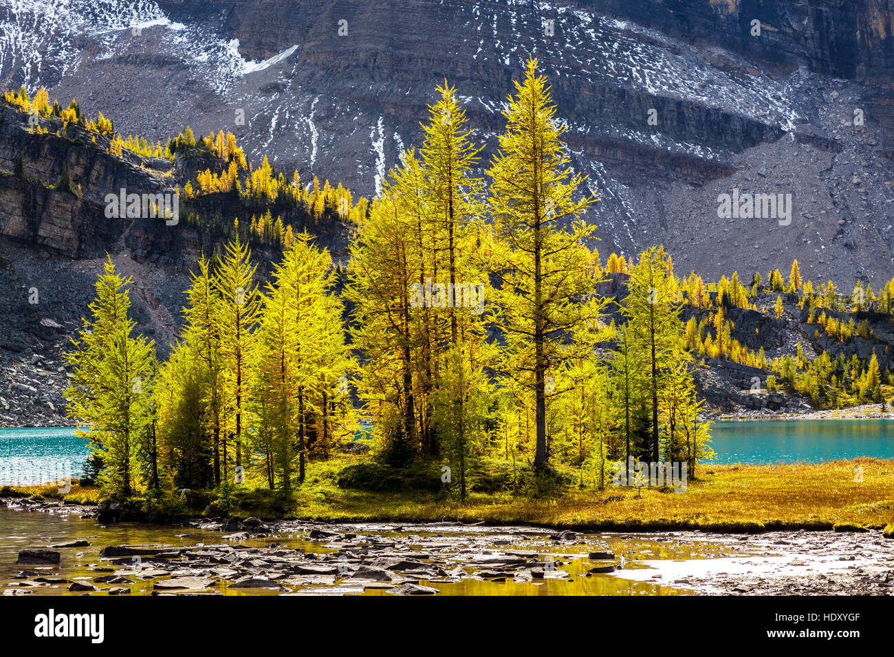 Larch trees banff hi-res stock photography and images - Alamy