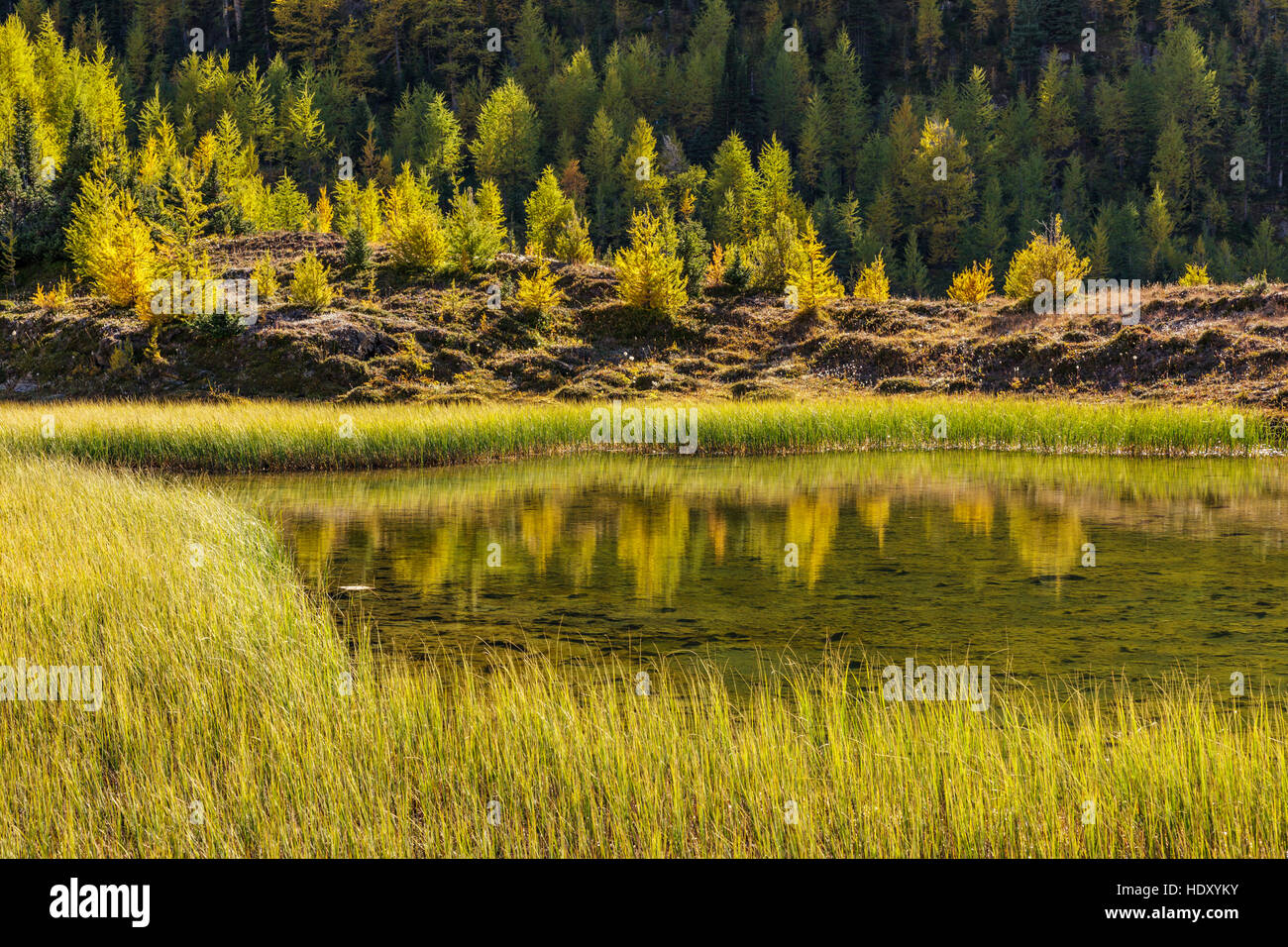 Alpine Larch Larix lyallii in fall color above a mountain tarn Skoki ...