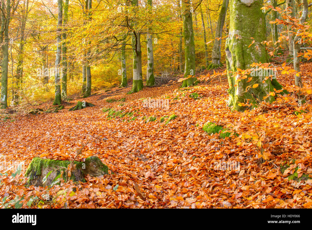 Leaf of beech tree hi-res stock photography and images - Alamy