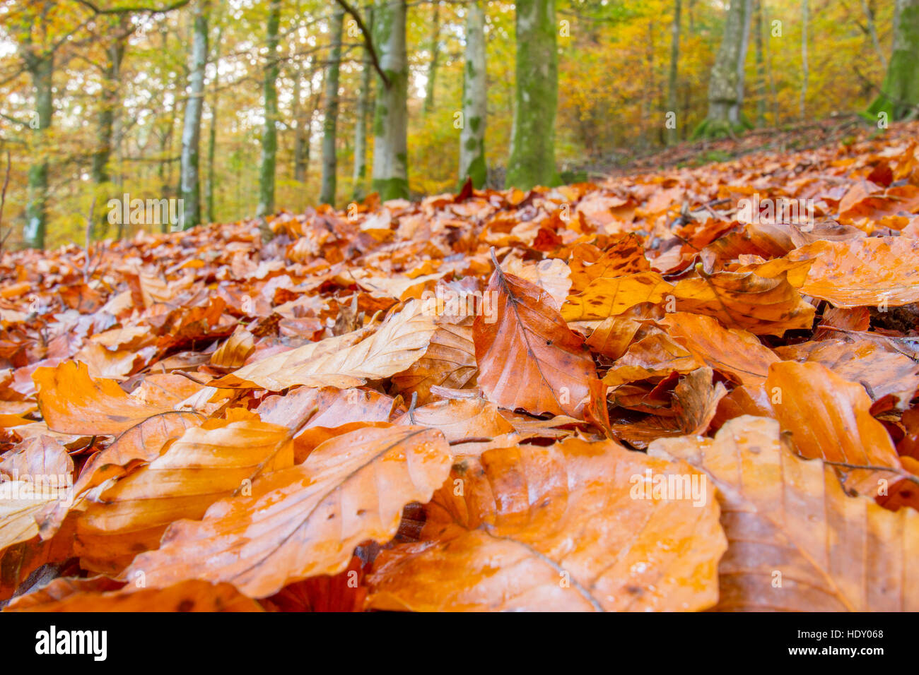 Beech leaf autumn uk hi-res stock photography and images - Alamy