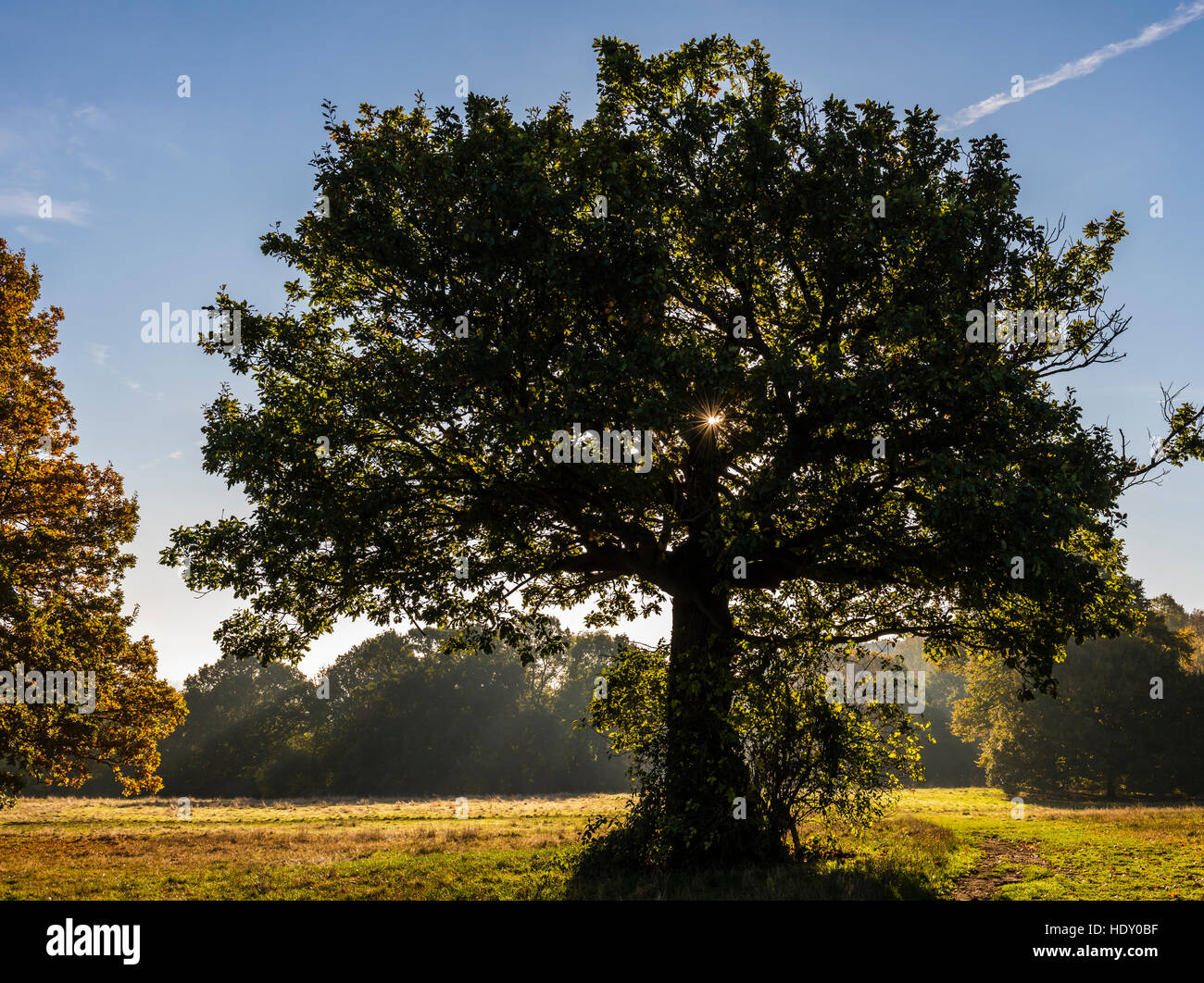 Captured Oak Leaves High Resolution Stock Photography and Images - Alamy