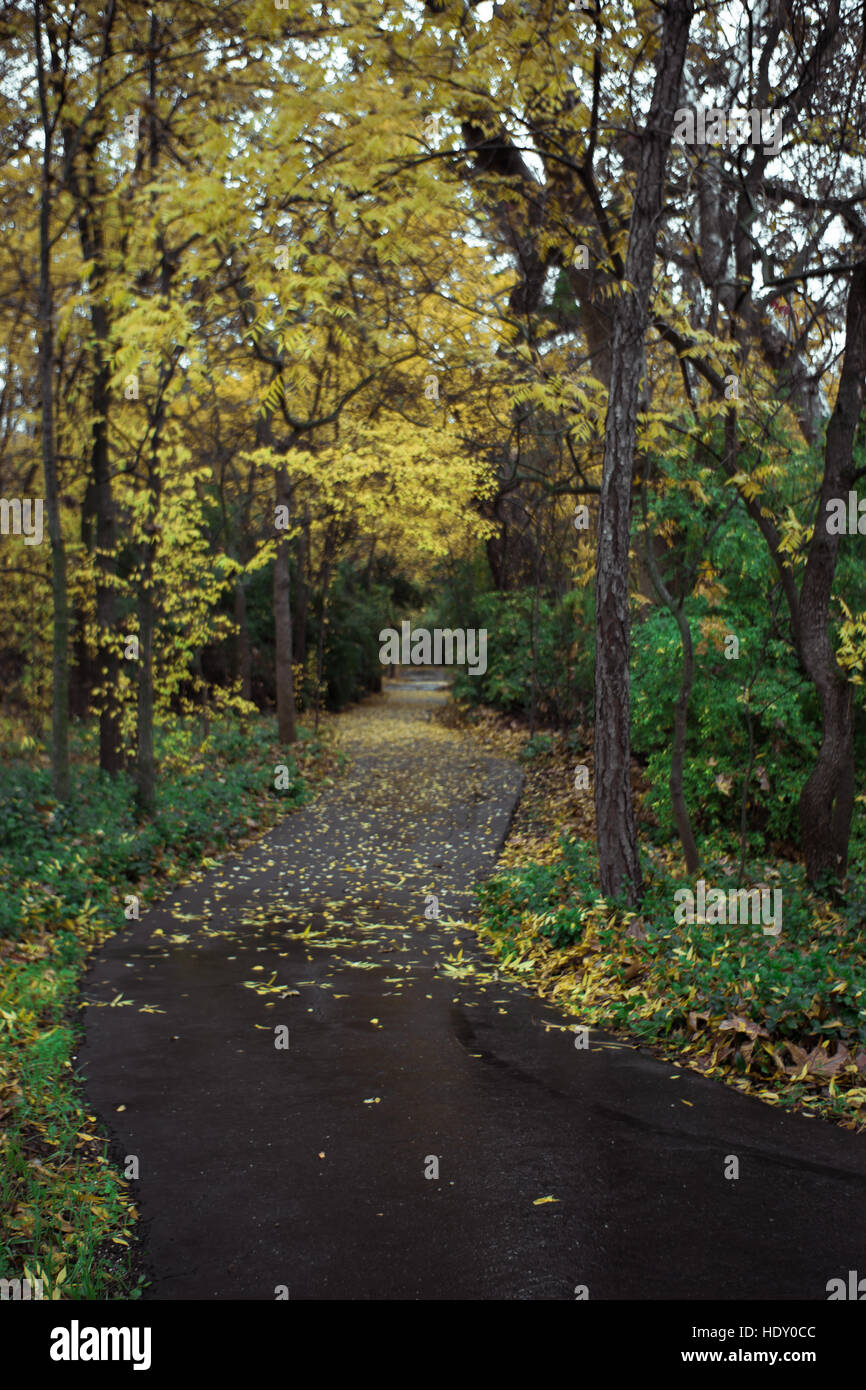 Leaves on a trail in late fall Stock Photo - Alamy
