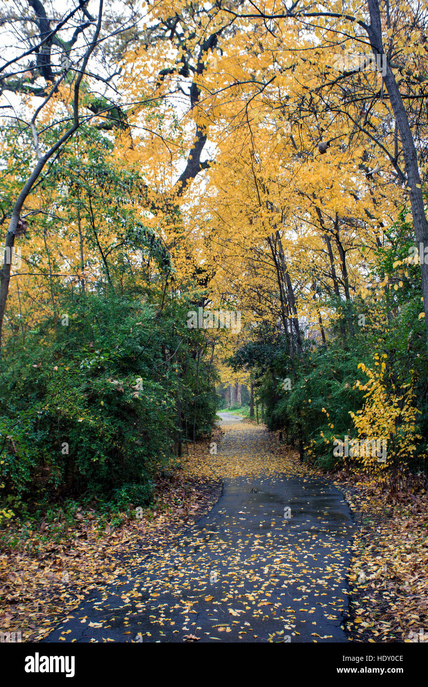 Leaves on a trail during late fall Stock Photo - Alamy