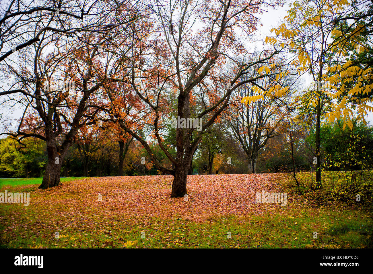 Trees in the late fall Stock Photo - Alamy