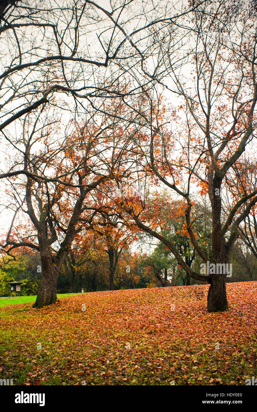 Trees in the late fall Stock Photo - Alamy