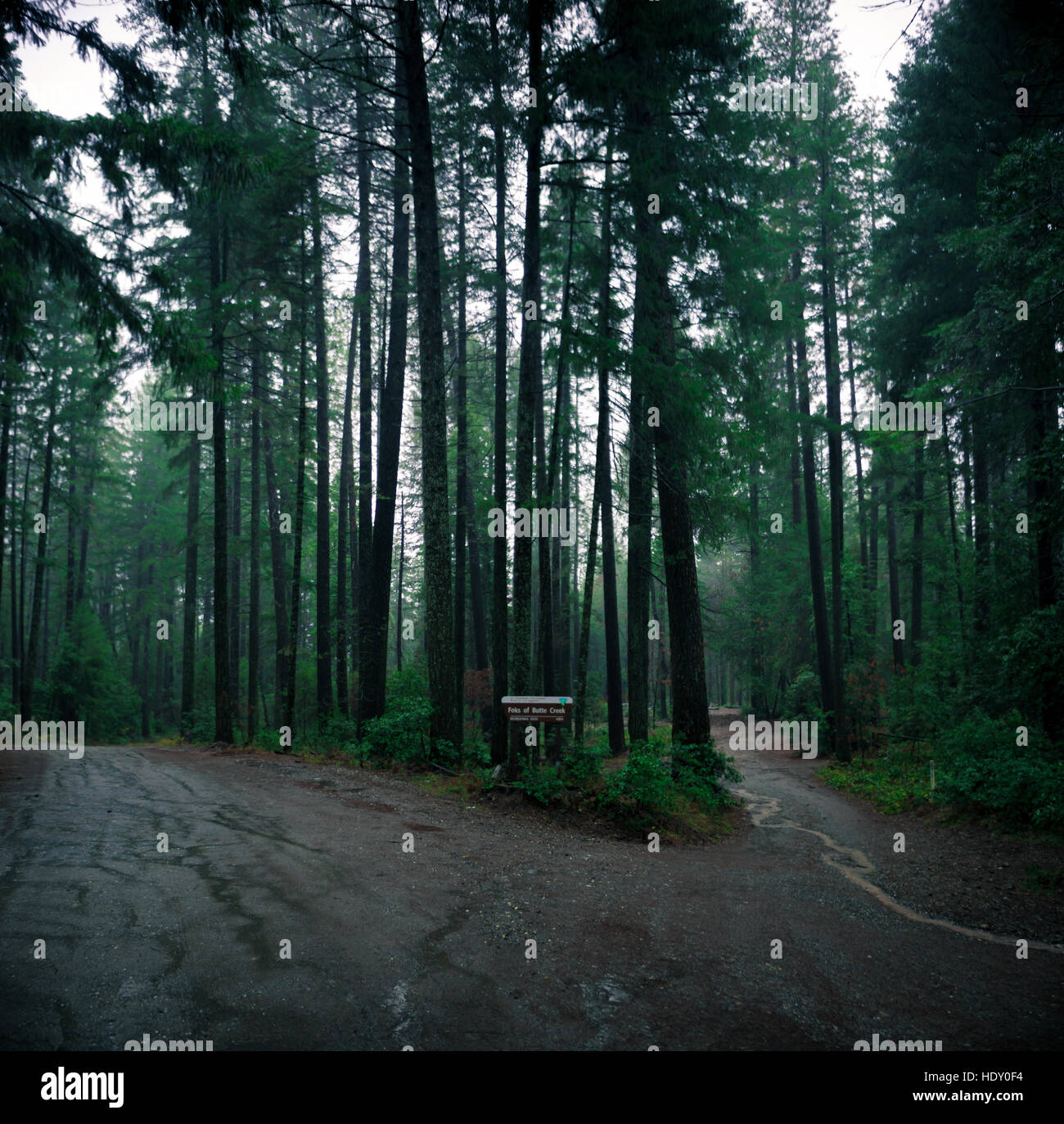 Fork in the dirt road during a slight rain Stock Photo - Alamy