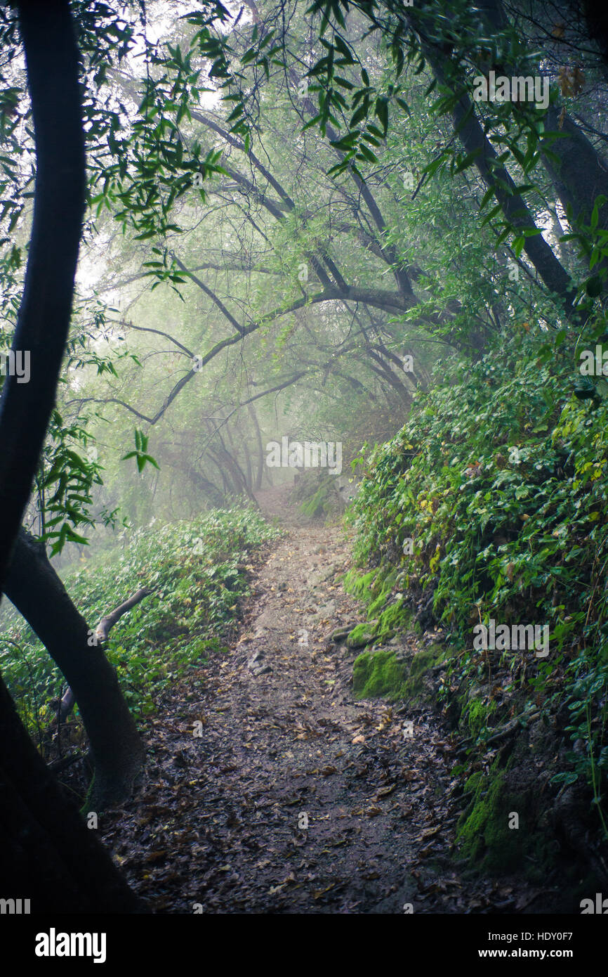 Trail in Billy Park, Northern California Stock Photo - Alamy
